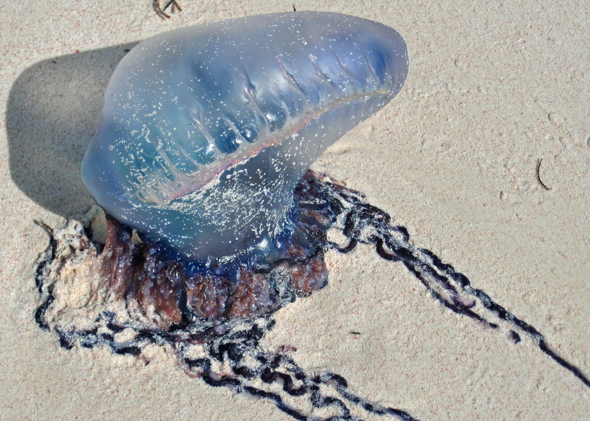 ¿Conoces la Physalia Physalis? - News Letter Magazine